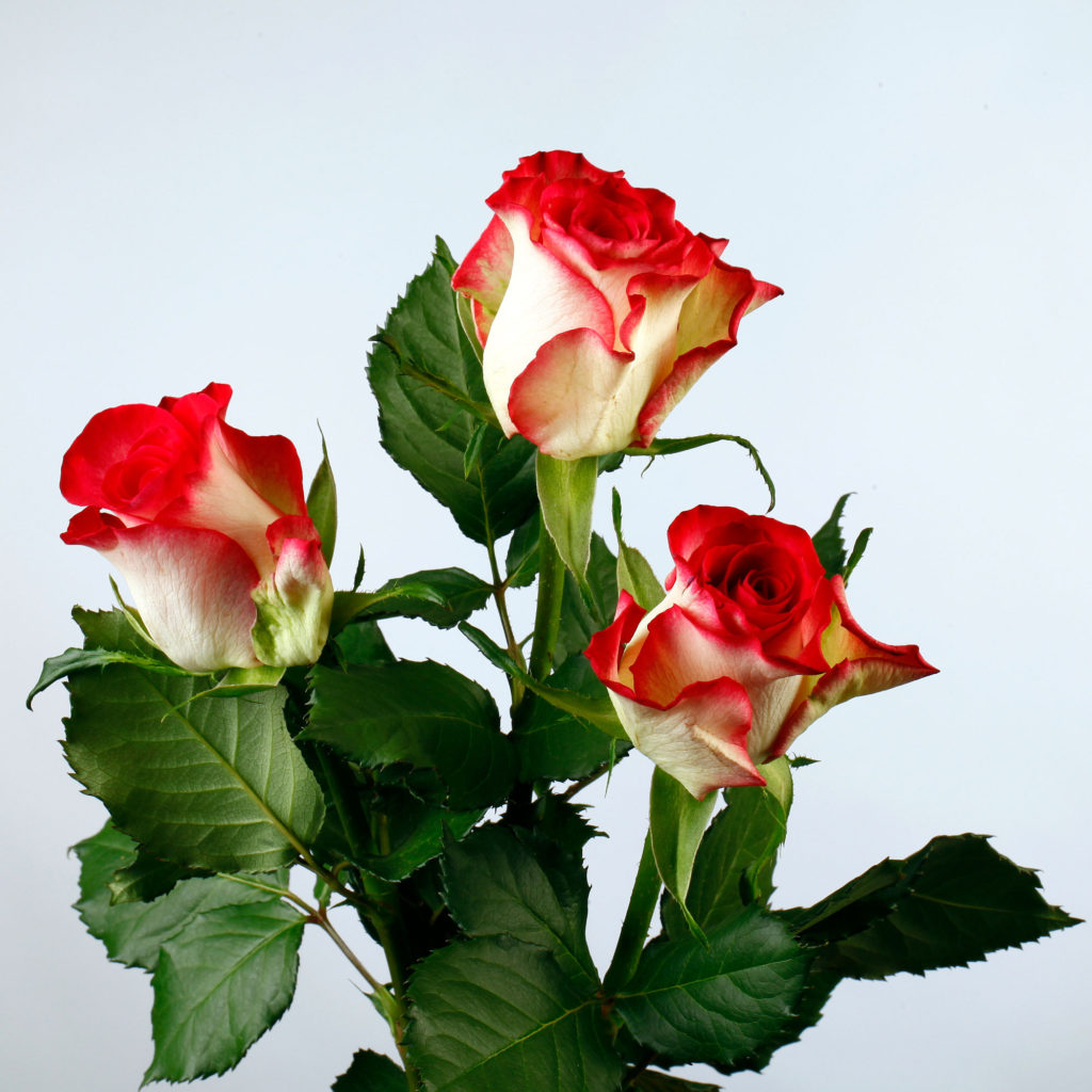 Assortiment & Flexibiliteit – Linssen Roses