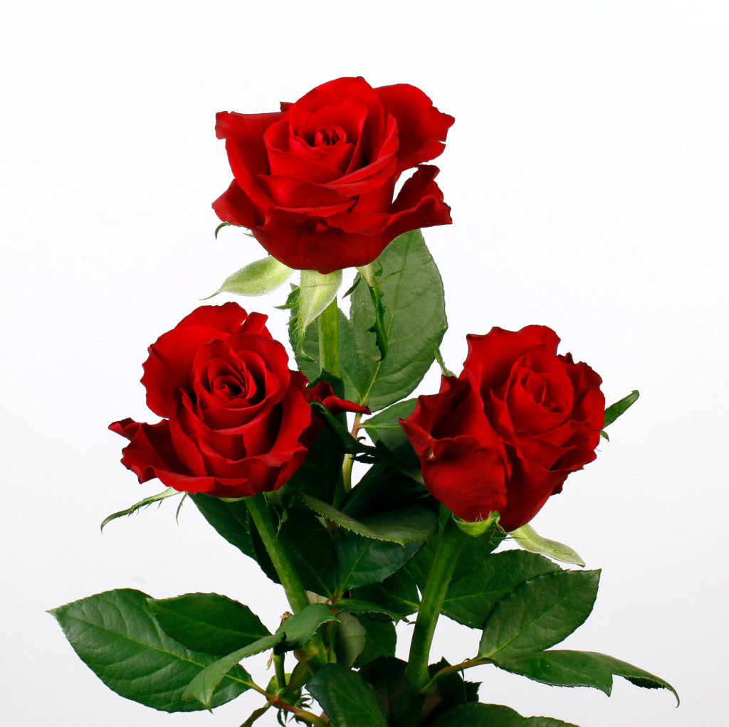 Assortment and flexibility – Linssen Roses