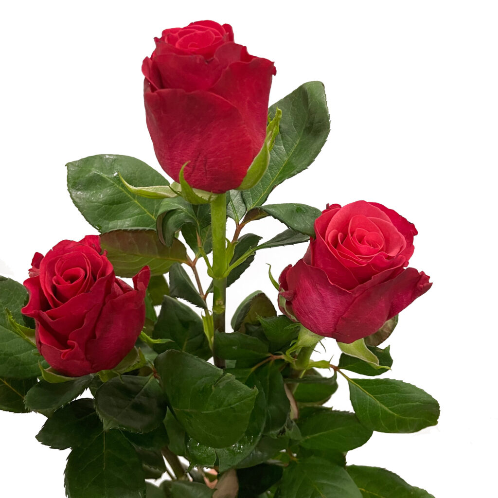 Assortiment & Flexibiliteit – Linssen Roses